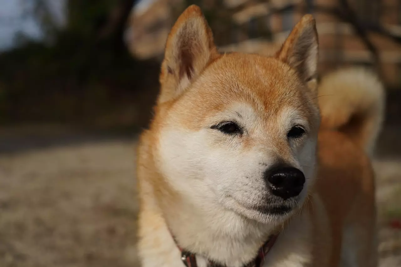 Shiba Inu | UK Breed Profile & Owner Guide
