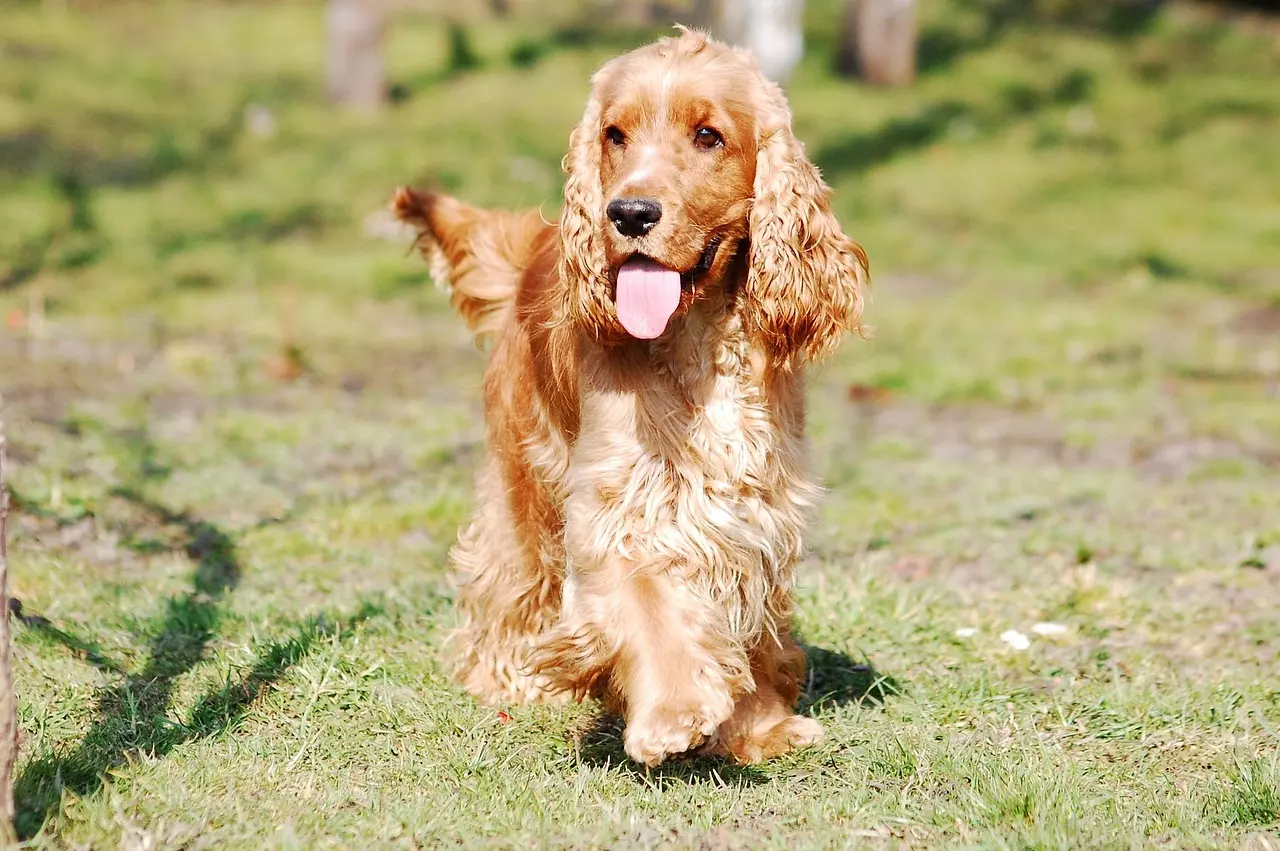 Cocker Spaniel | UK Breed Profile & Owner Guide